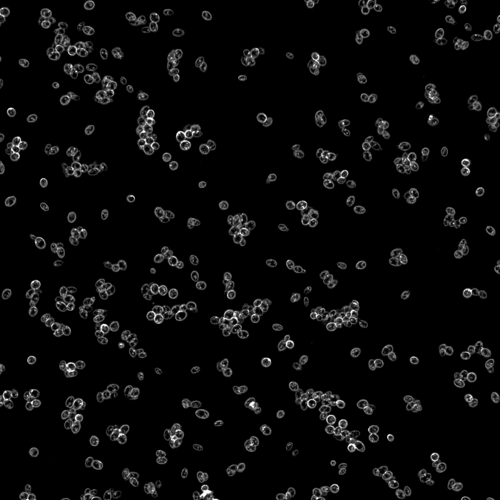 Strain: 4267 for Summation Red | Yeast & Cultures by Wyeast Labs